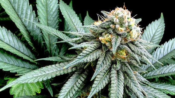 A Beginner’s Guide to Cannabinoids: THC, THCP, HHCP | Canapuff