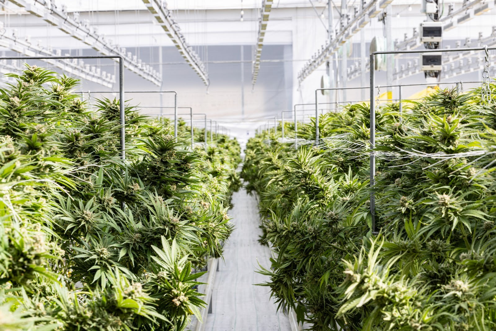Cannabinoid Differences: Full Comparison