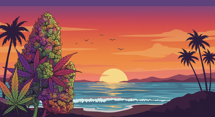 Cali Weed – Premium California Vibes | Canapuff